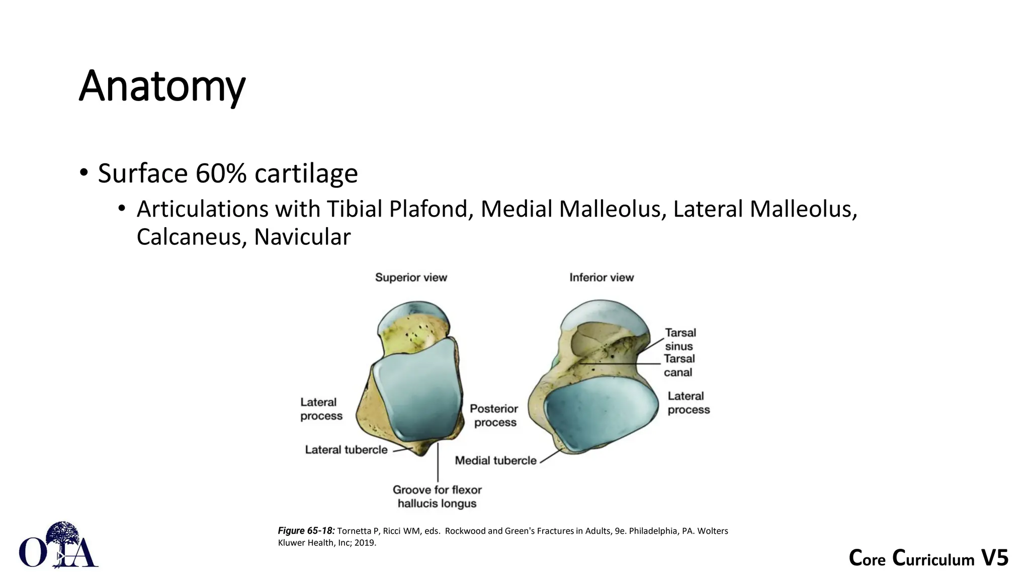 LE F&A4 Fractures and Dislocation of the Talus.pdf