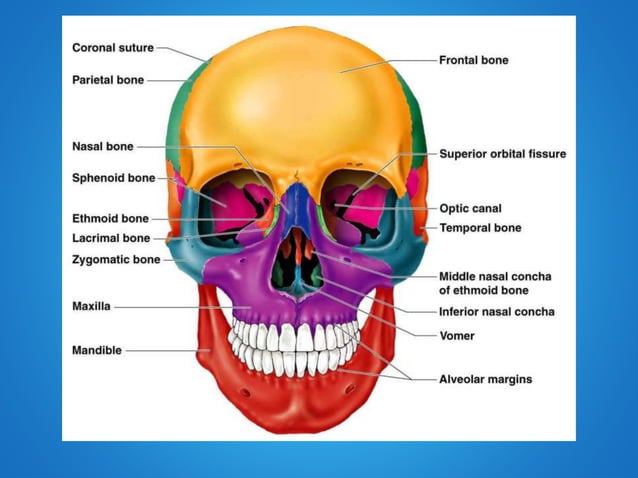 Lefort 1 osteotomy | PPTX | Bone and Joint Conditions | Diseases and ...
