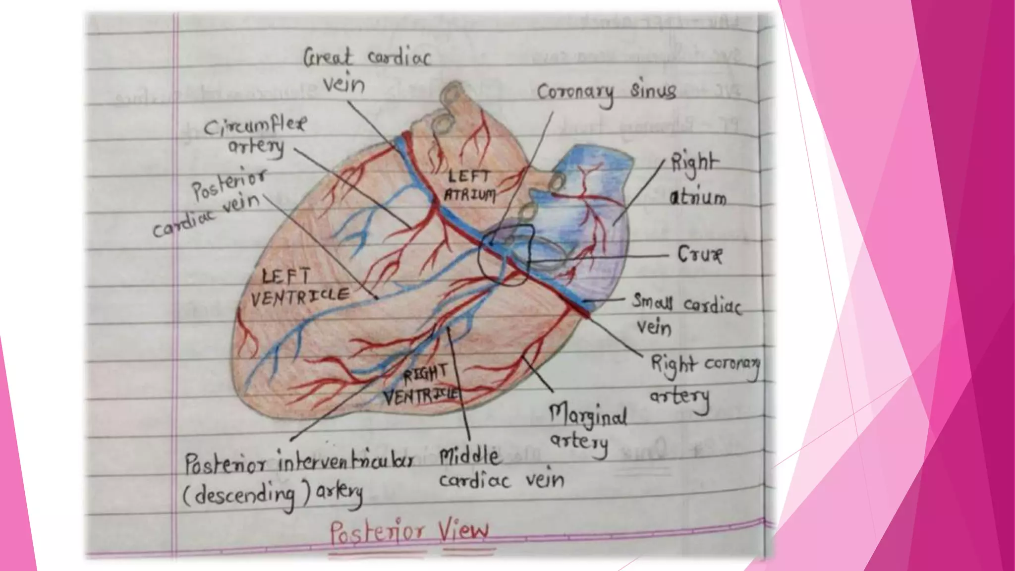 anatomy of Left atrium and left ventricle of the human heart | PPTX
