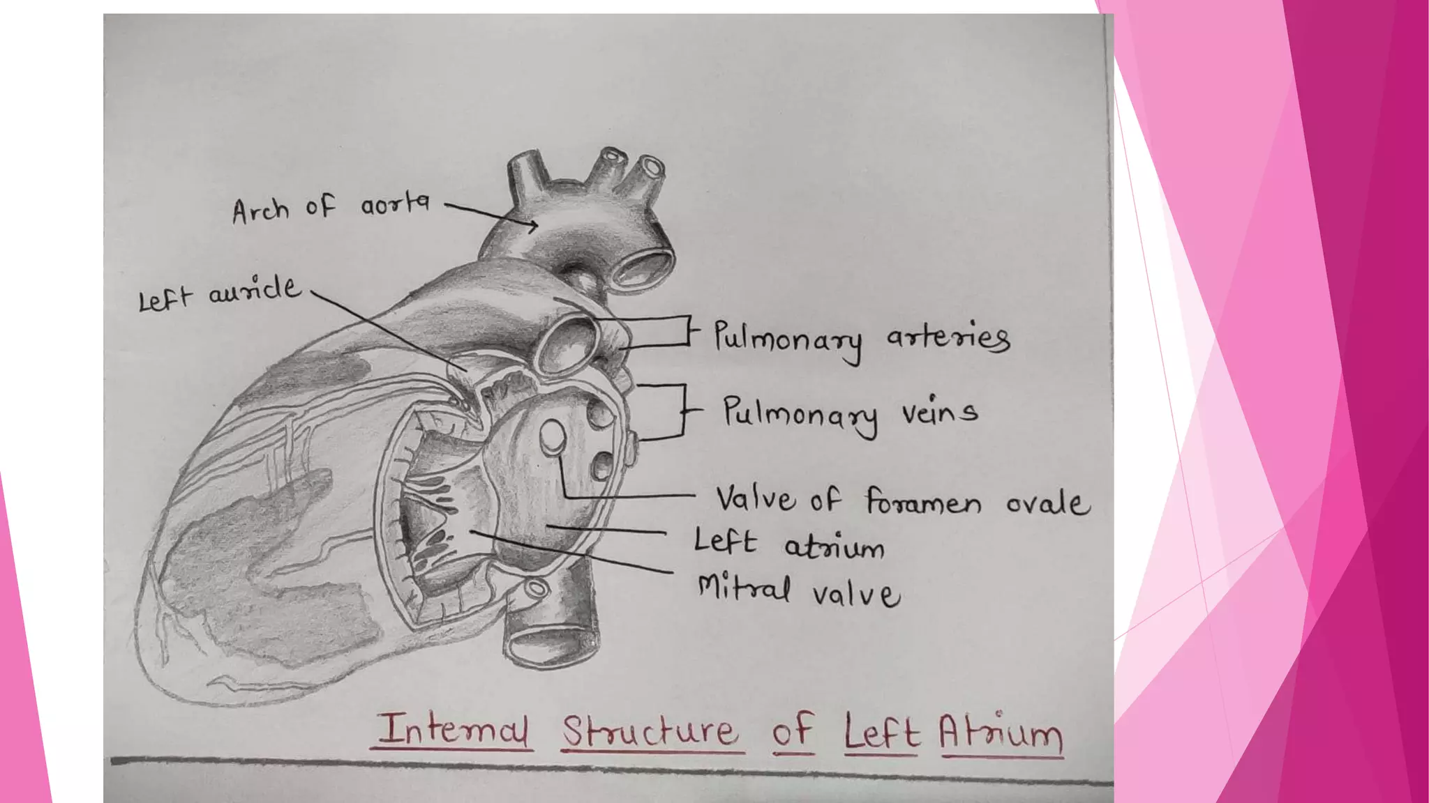 anatomy of Left atrium and left ventricle of the human heart | PPTX