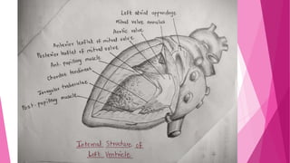 anatomy of Left atrium and left ventricle of the human heart | PPTX