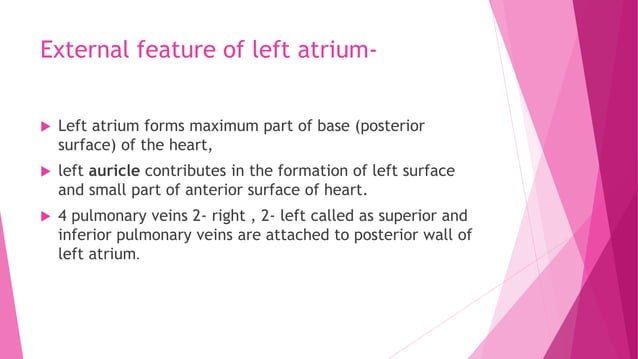 anatomy of Left atrium and left ventricle of the human heart | PPTX ...