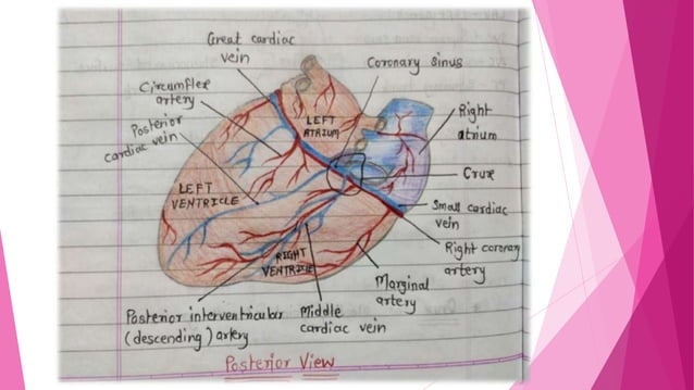 anatomy of Left atrium and left ventricle of the human heart | PPTX ...