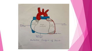 anatomy of Left atrium and left ventricle of the human heart | PPTX