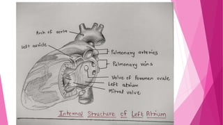 anatomy of Left atrium and left ventricle of the human heart | PPTX