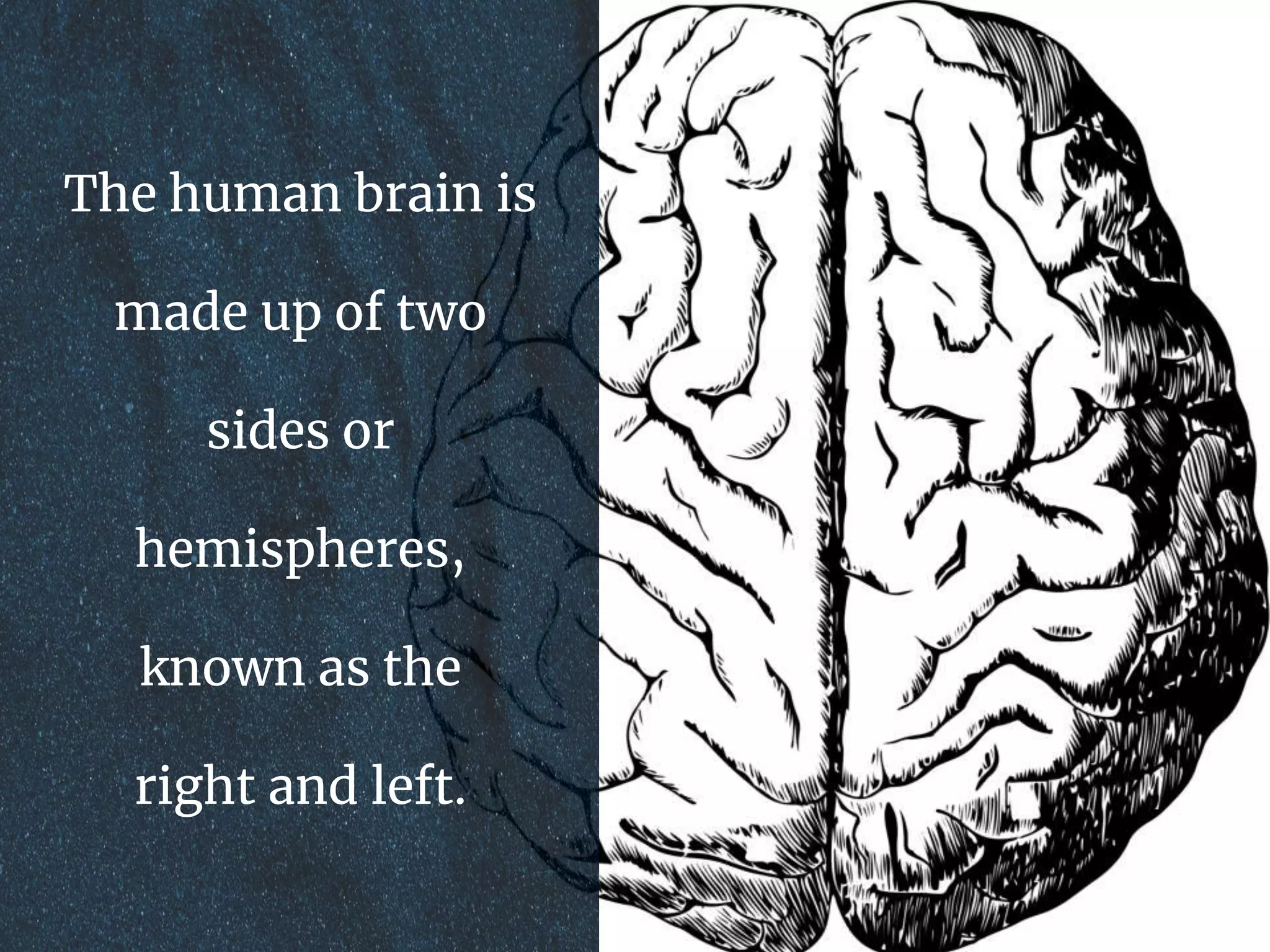 Left Brain Right Brain Conflict [Why It’s Important] | PPTX
