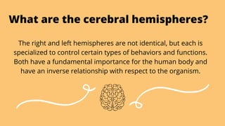 Rigth and Left Hemispheres | PDF