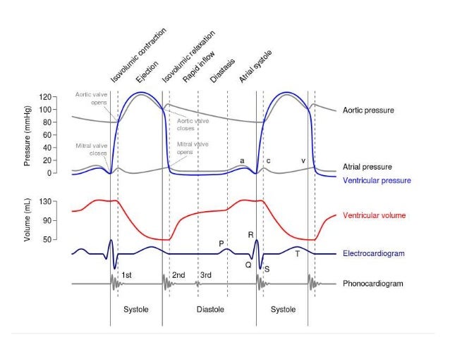 Left ventricular pressure tracings