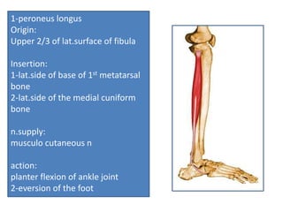 leg.pptx