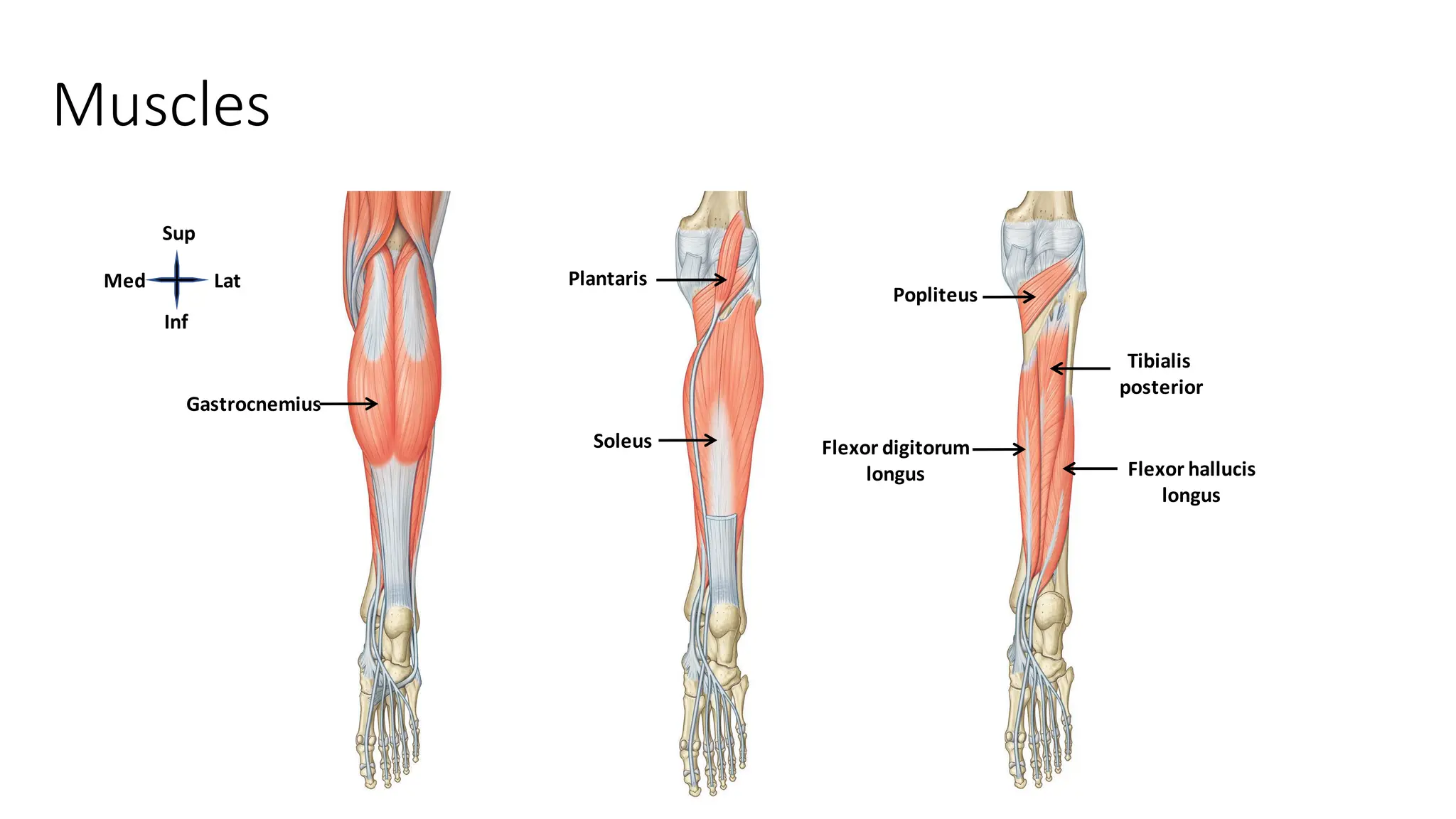 The musculature,nerves,veins,arteries of leg | PDF