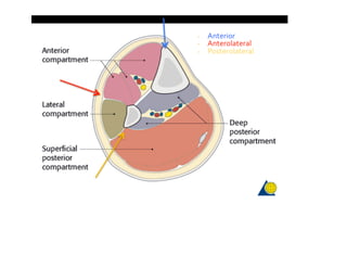 Leg approaches for surgical management of leg | PDF