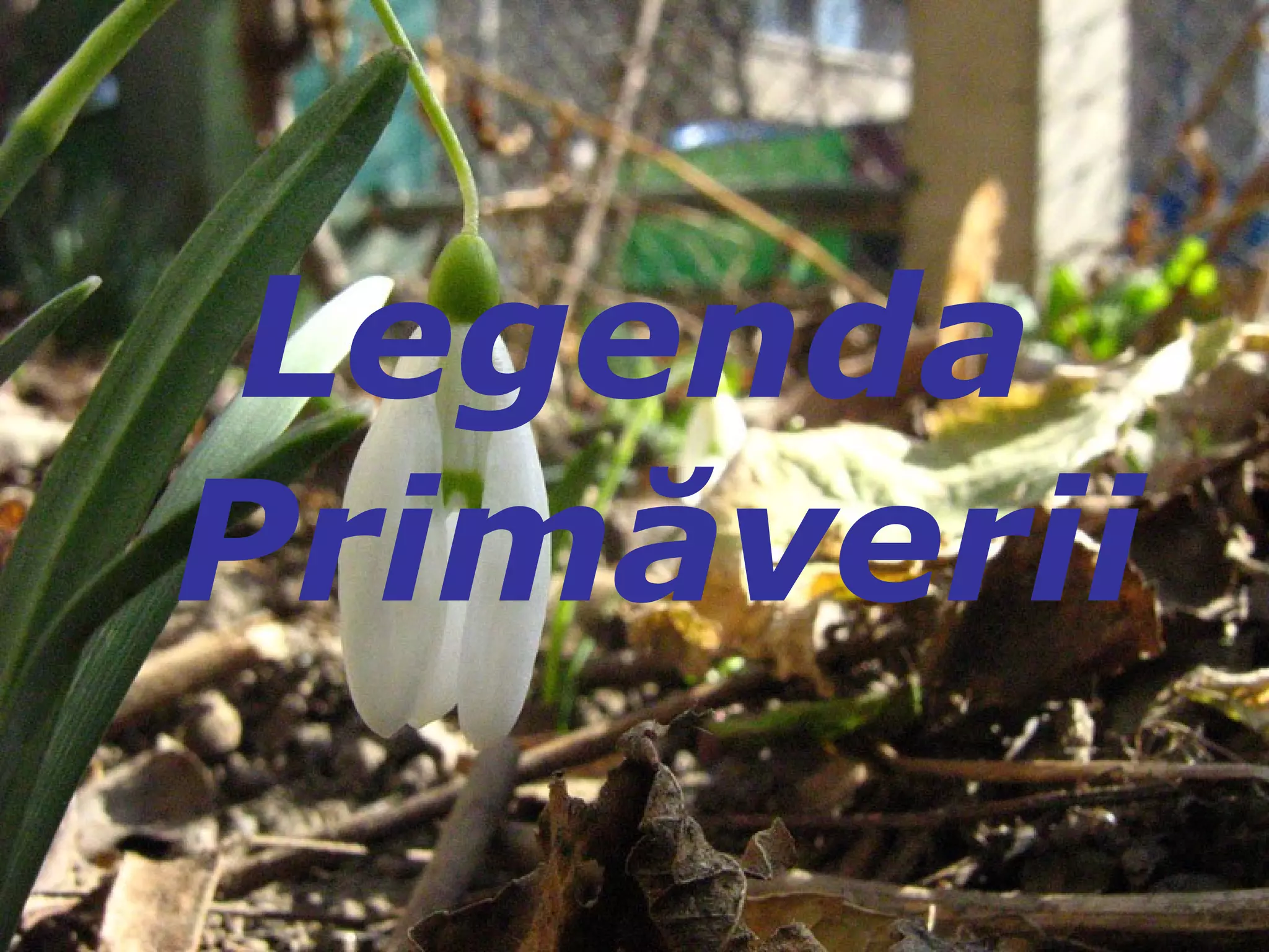 Legenda primaverii | PPT