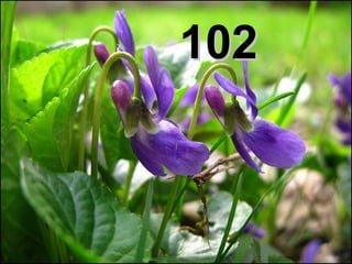 Legenda primaverii | PPT