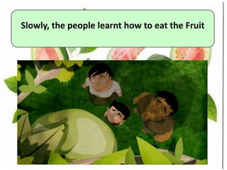 Legend of Guava | PPTX