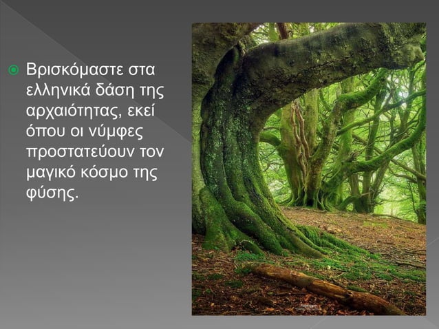Legends of the forests | PPTX