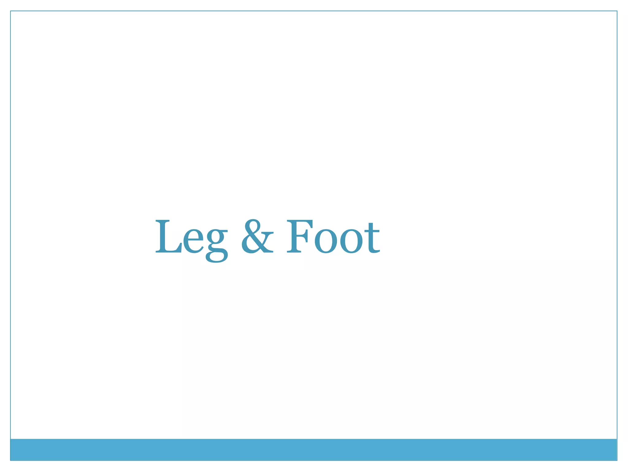 Leg&Foot 1 | PPT