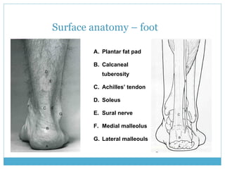 Leg&Foot 1 | PPT