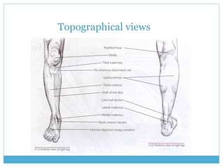 Leg&Foot 1 | PPT
