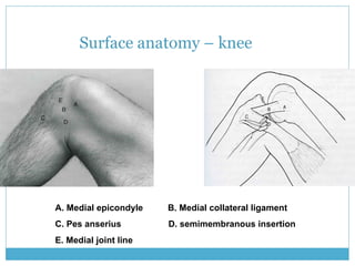 Leg&Foot 1 | PPT