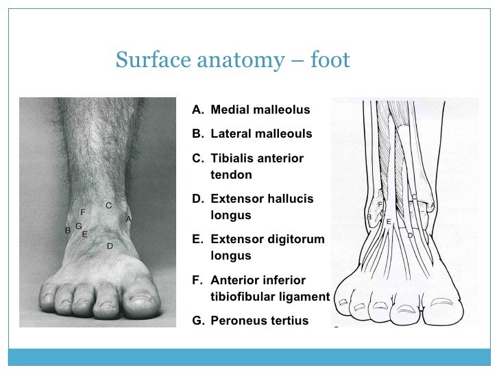 Surface Anatomy Foot