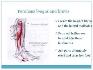 Leg&Foot 2 | PPT