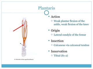 Leg&Foot 2 | PPT