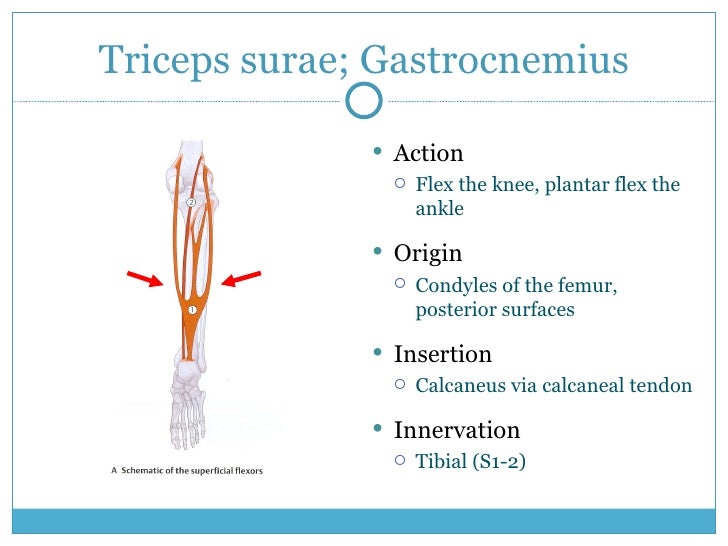 Triceps Surae