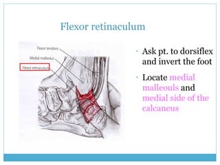 Leg&Foot 4 | PPT