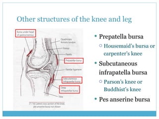 Leg&Foot 4 | PPT
