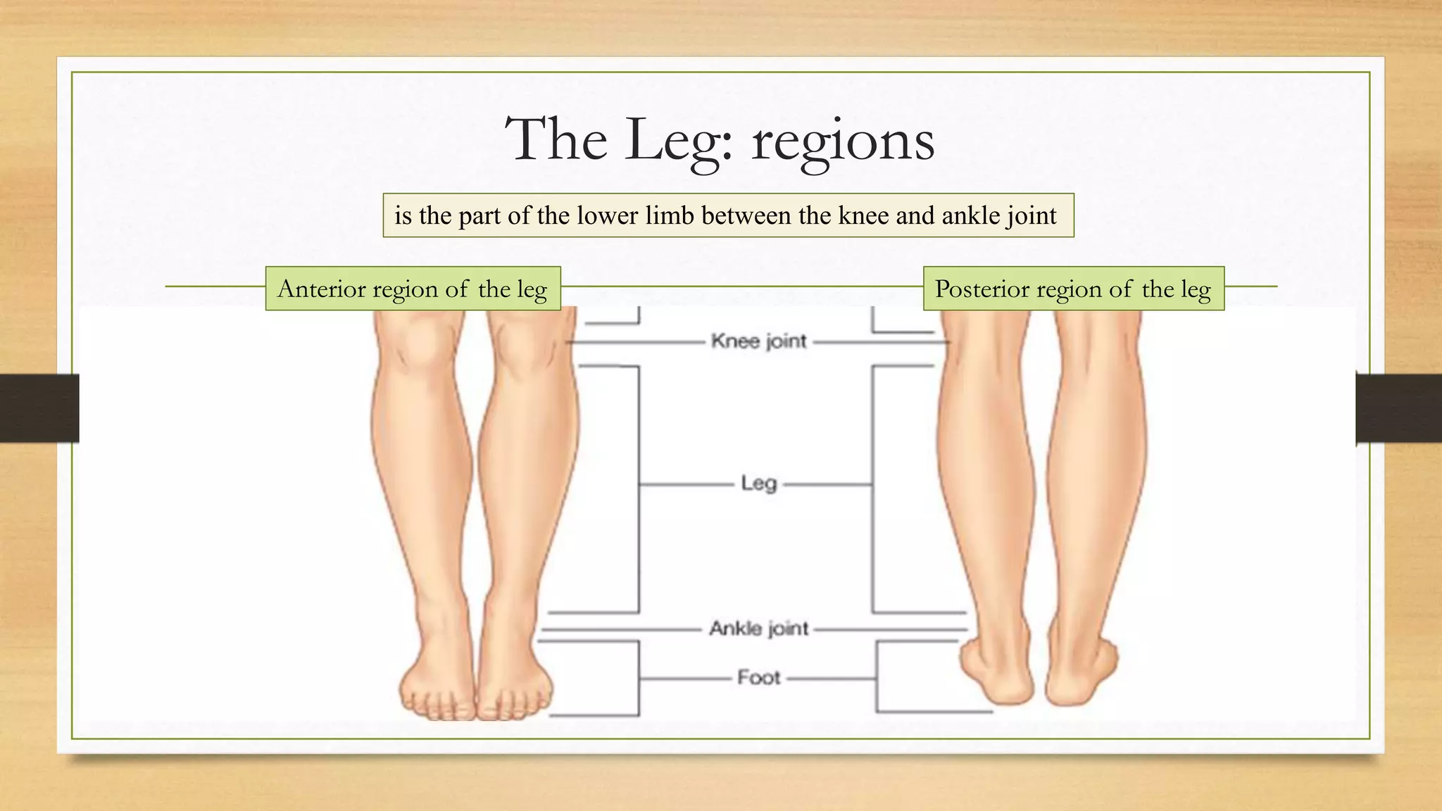 Leg: from anatomy to orthopedisc | PPTX