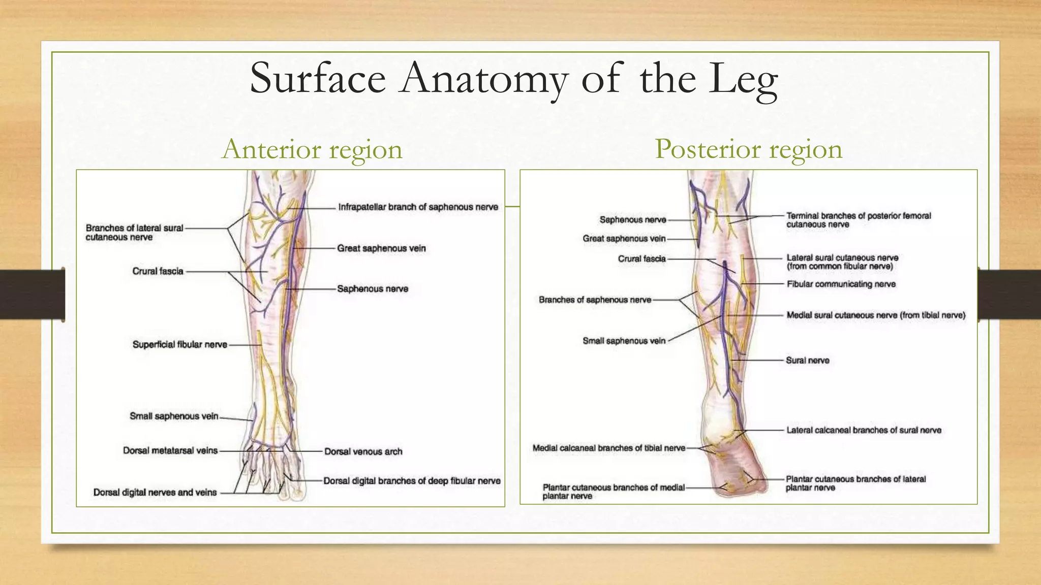Leg: from anatomy to orthopedisc | PPTX
