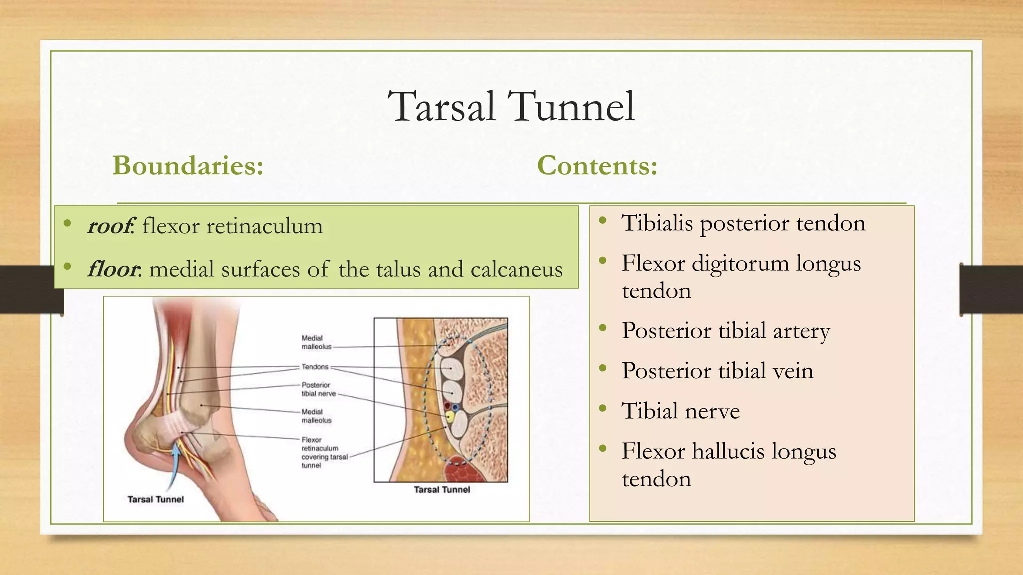 Leg: from anatomy to orthopedisc | PPTX