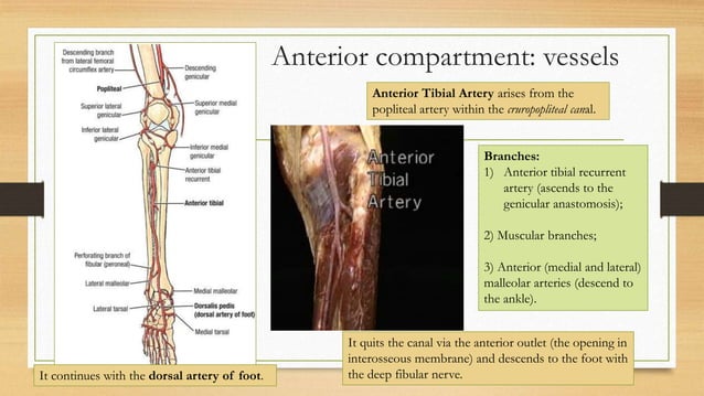 Leg: from anatomy to orthopedisc | PPTX