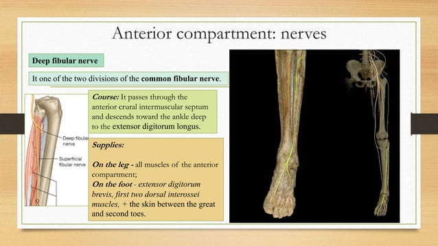 Leg: from anatomy to orthopedisc | PPTX