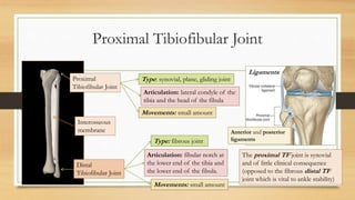 Leg: from anatomy to orthopedisc | PPTX