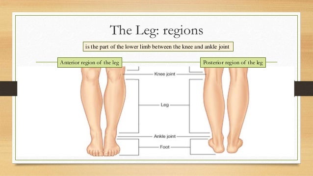 Leg: from anatomy to orthopedisc