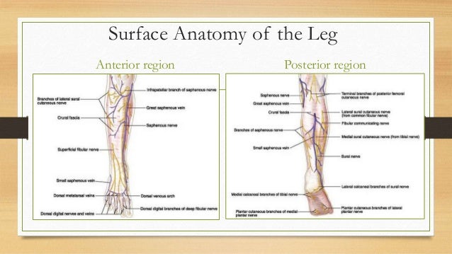 Leg: from anatomy to orthopedisc