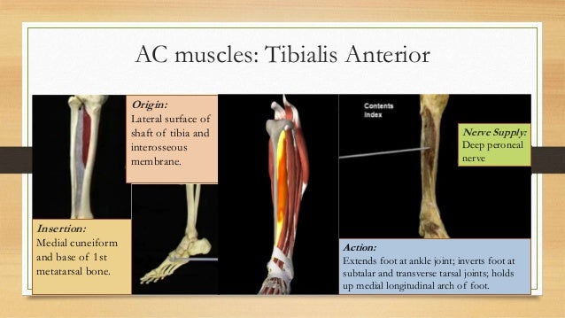 Tibialis Anteriororigin Insertion Action Nerve Supply