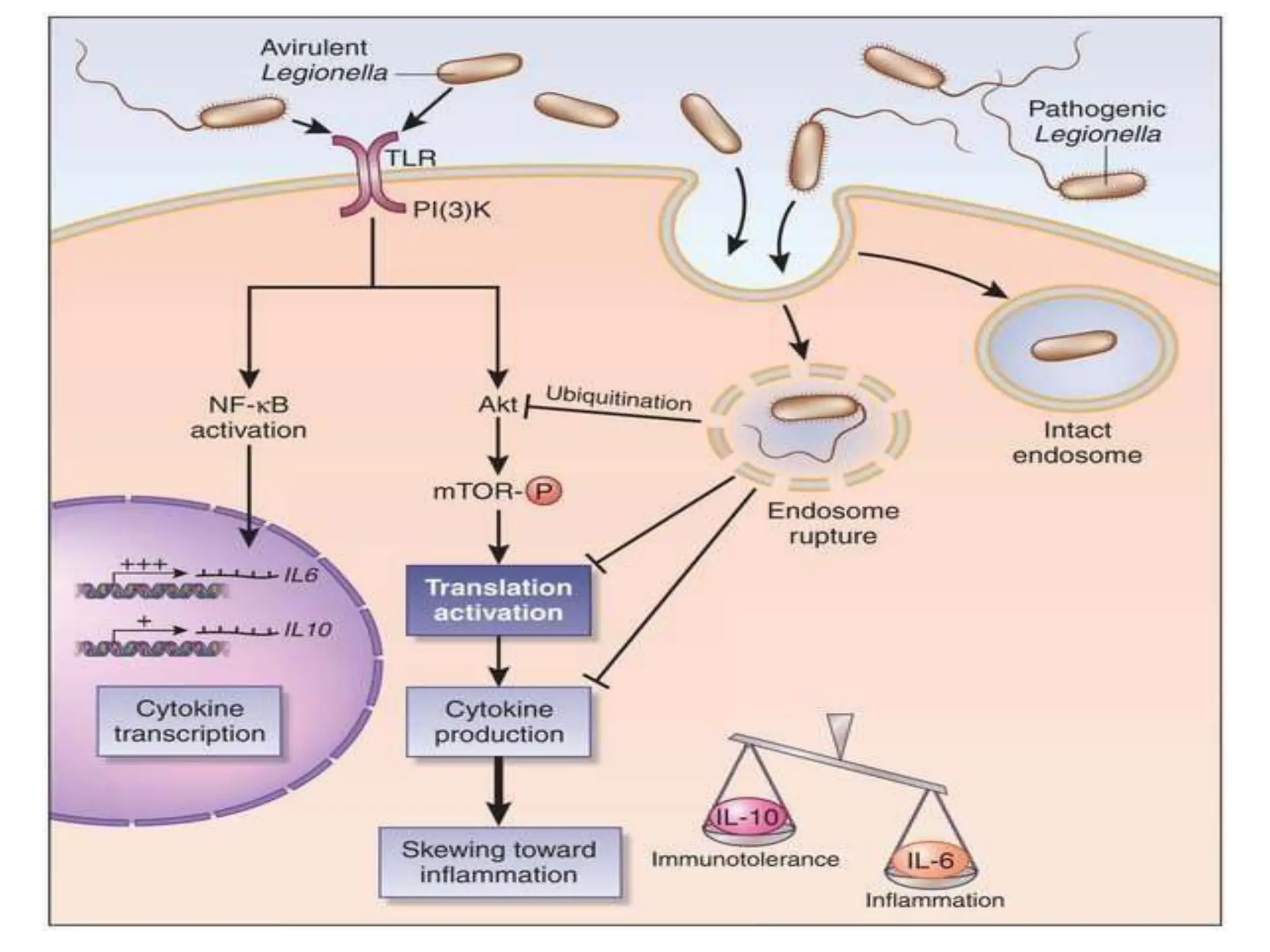 legionella, microbiology, bacteriologypptx | PPTX