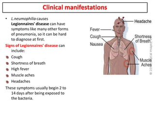 legionella, microbiology, bacteriologypptx | PPTX