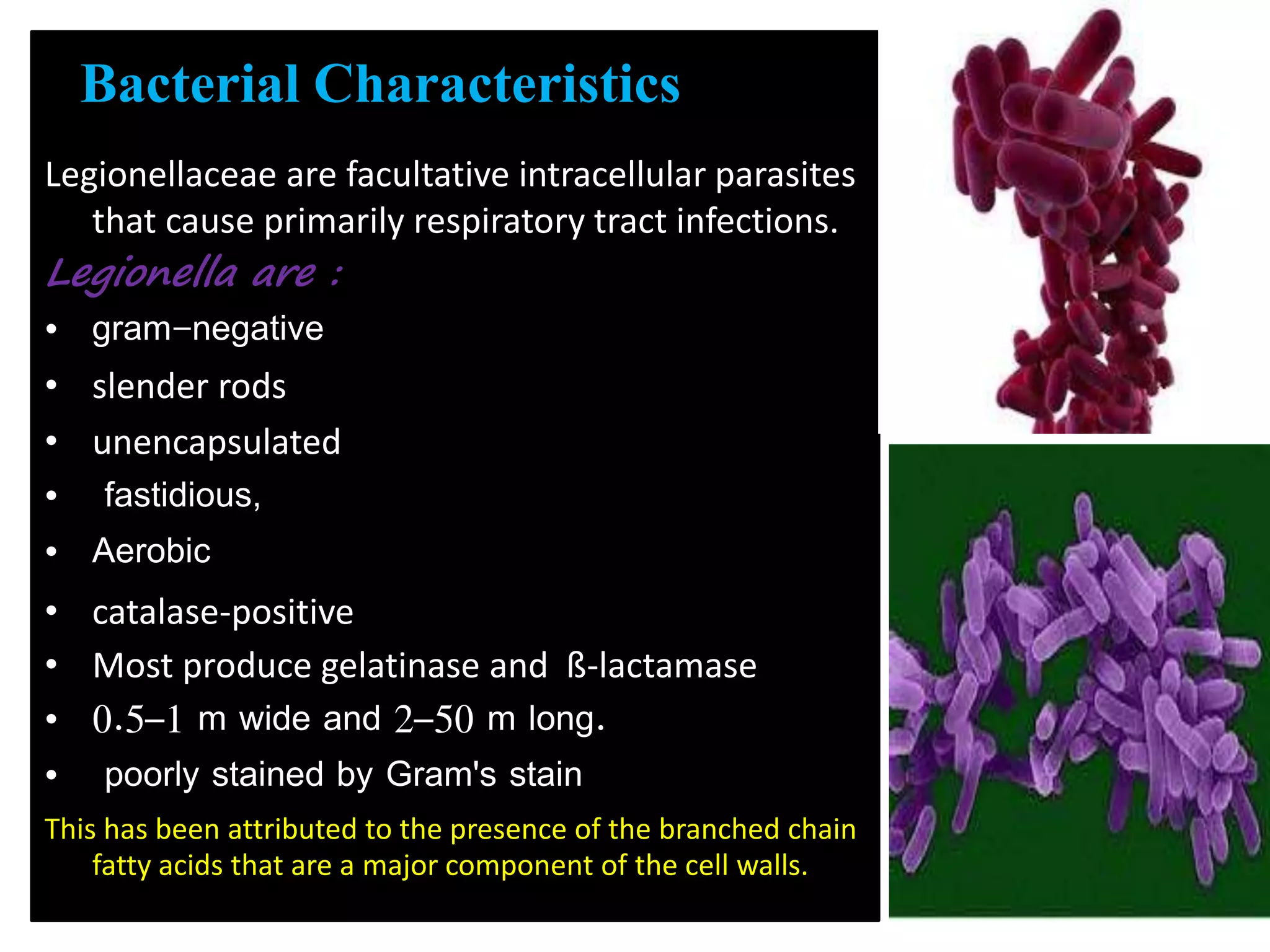 Legionella Bacteria | PPTX