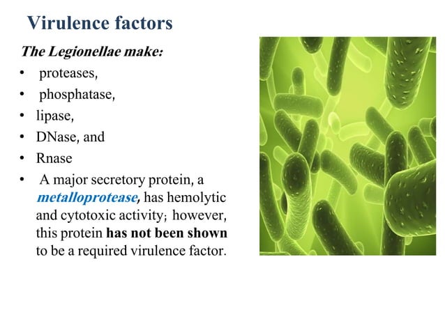 Legionella Bacteria | PPTX | Lung and Respiratory Health | Diseases and ...