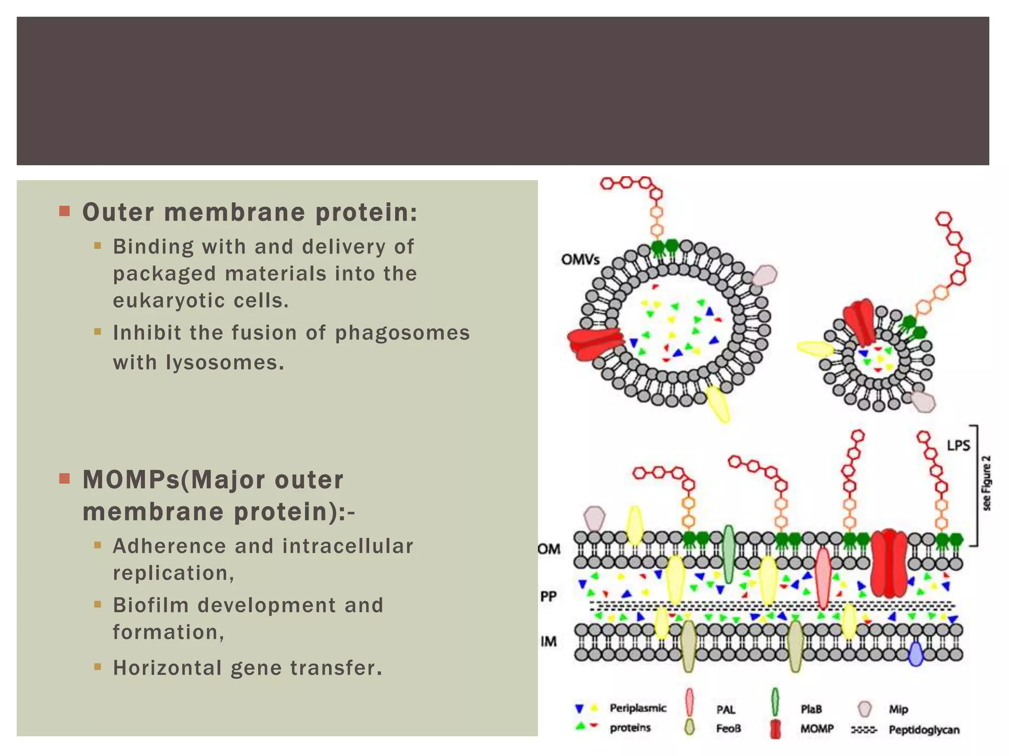 Legionella | PPTX