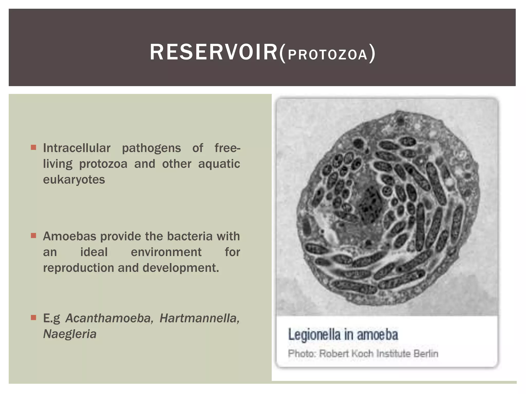 Legionella | PPTX