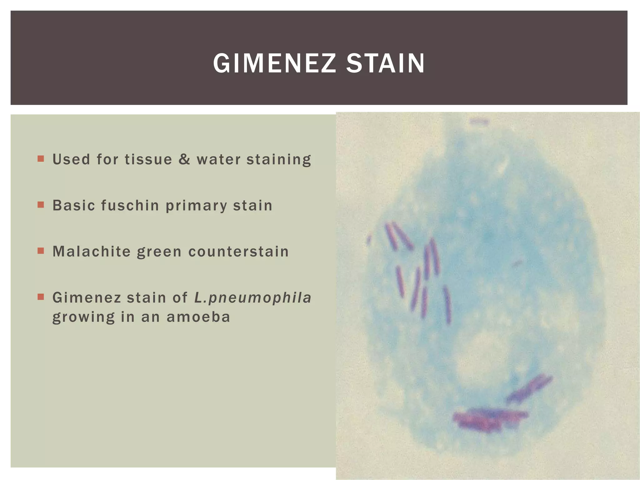 Legionella | PPTX