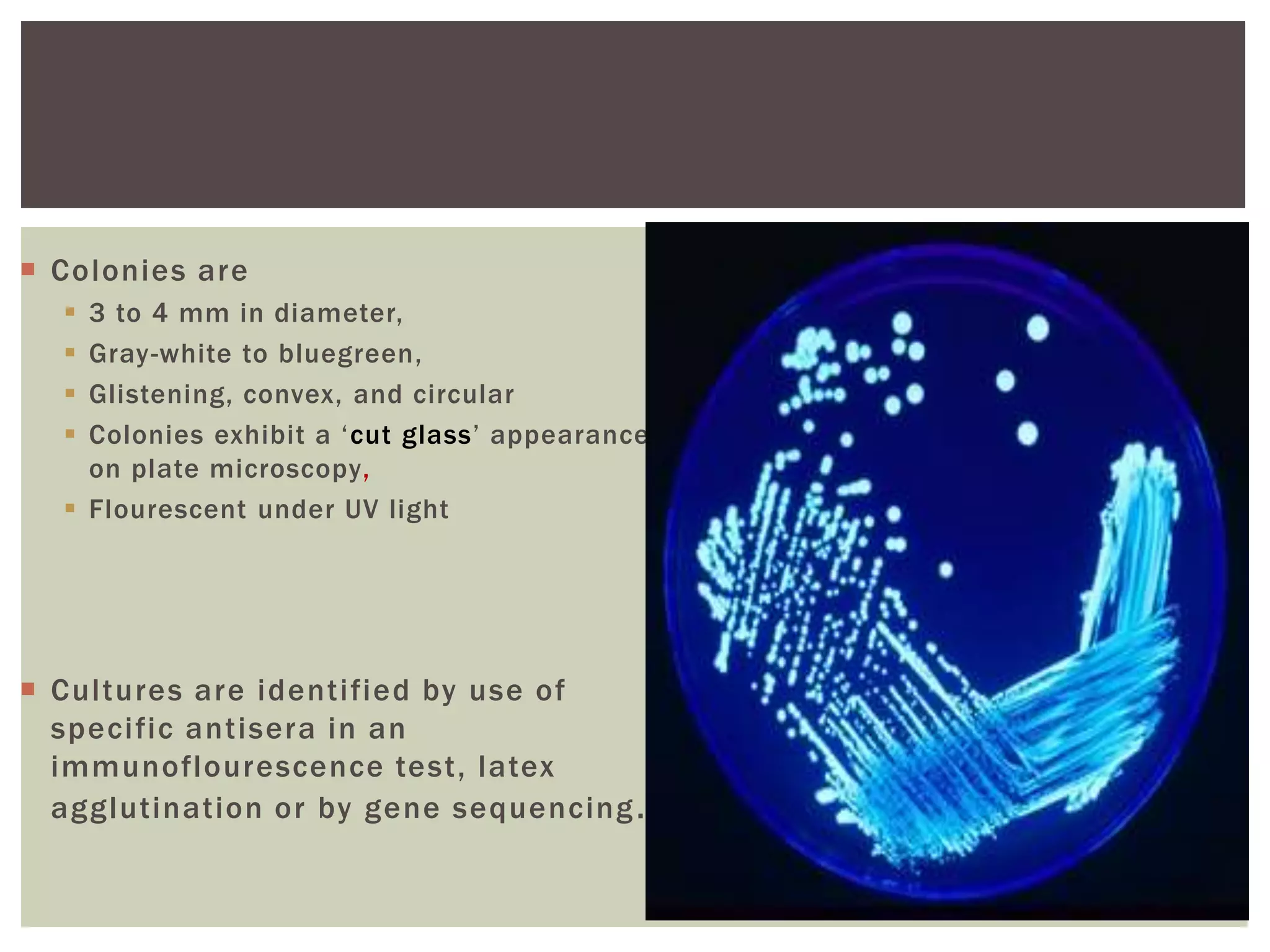 Legionella | PPTX