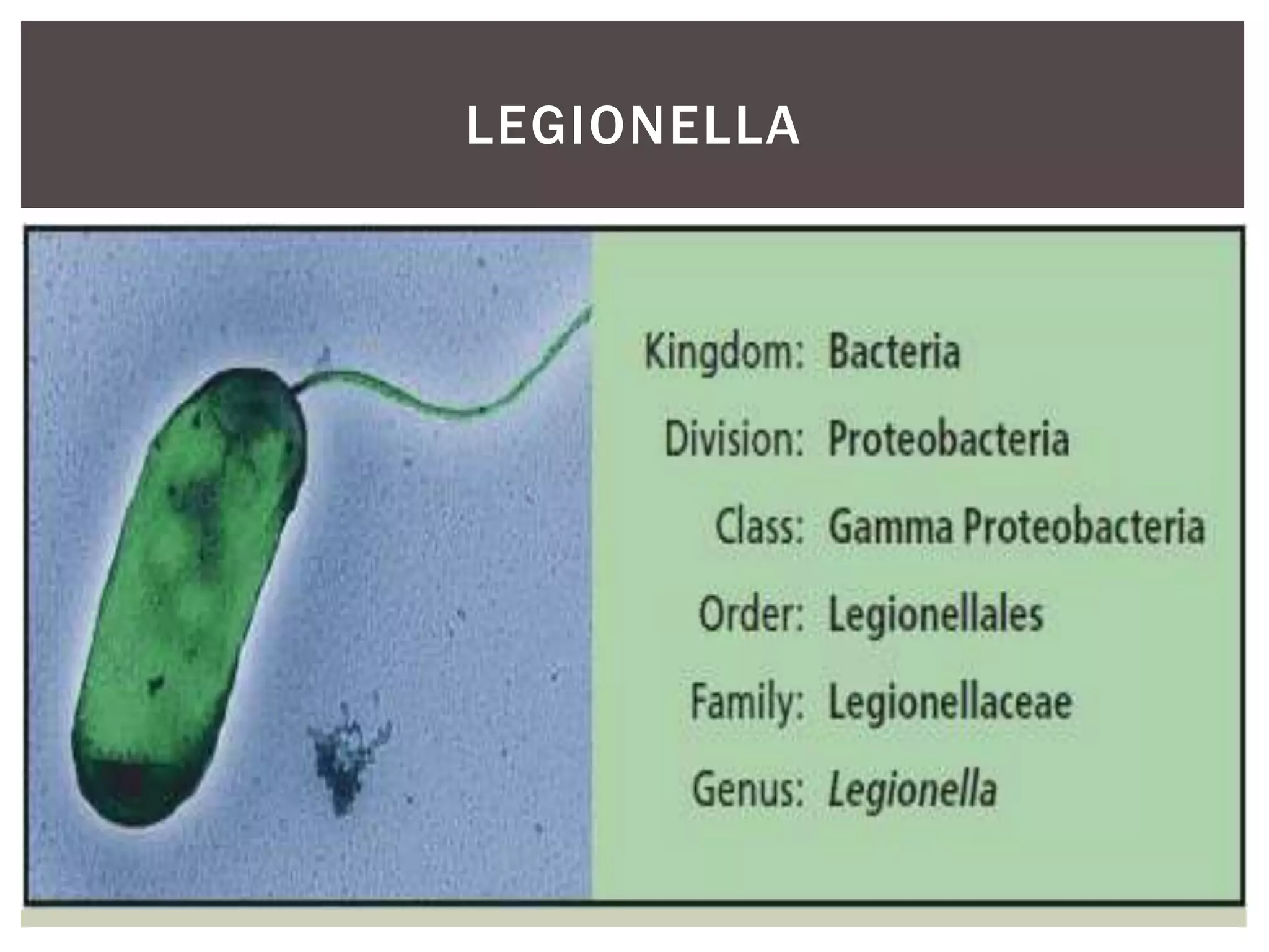Legionella | PPTX