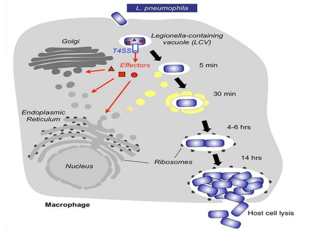Legionella | PPTX | Infectious Diseases | Diseases and Conditions