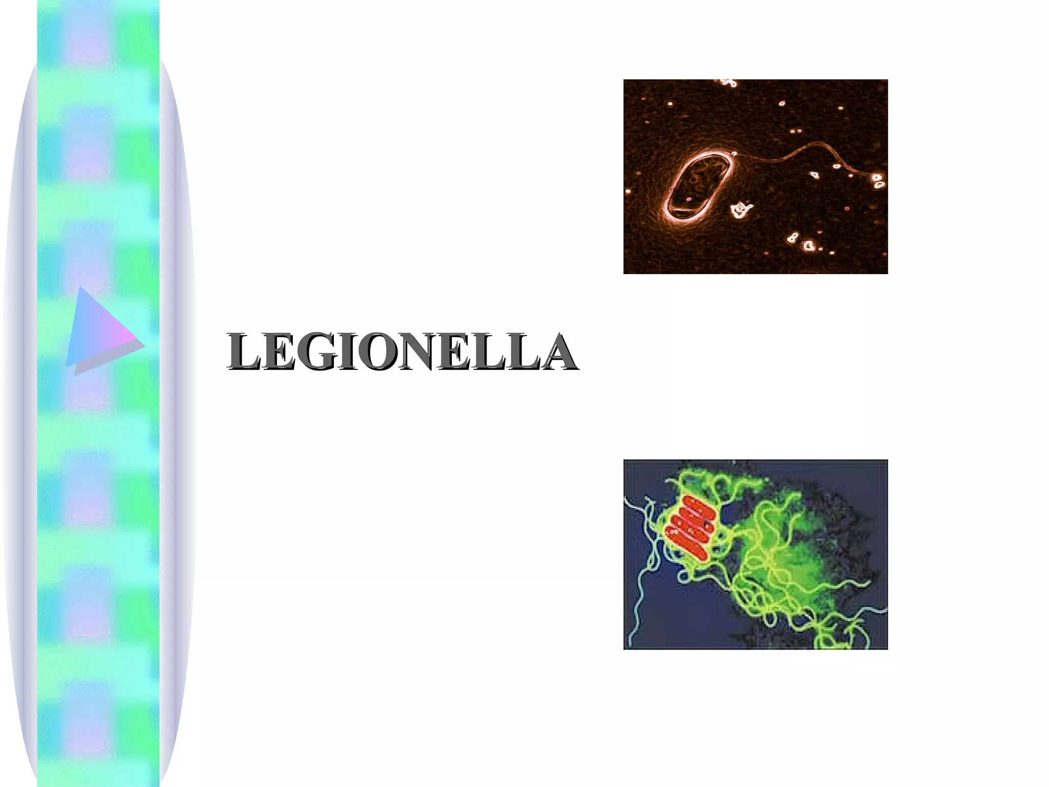 Legionella+Mycoplasma+Atypical Pneumonia | PPT