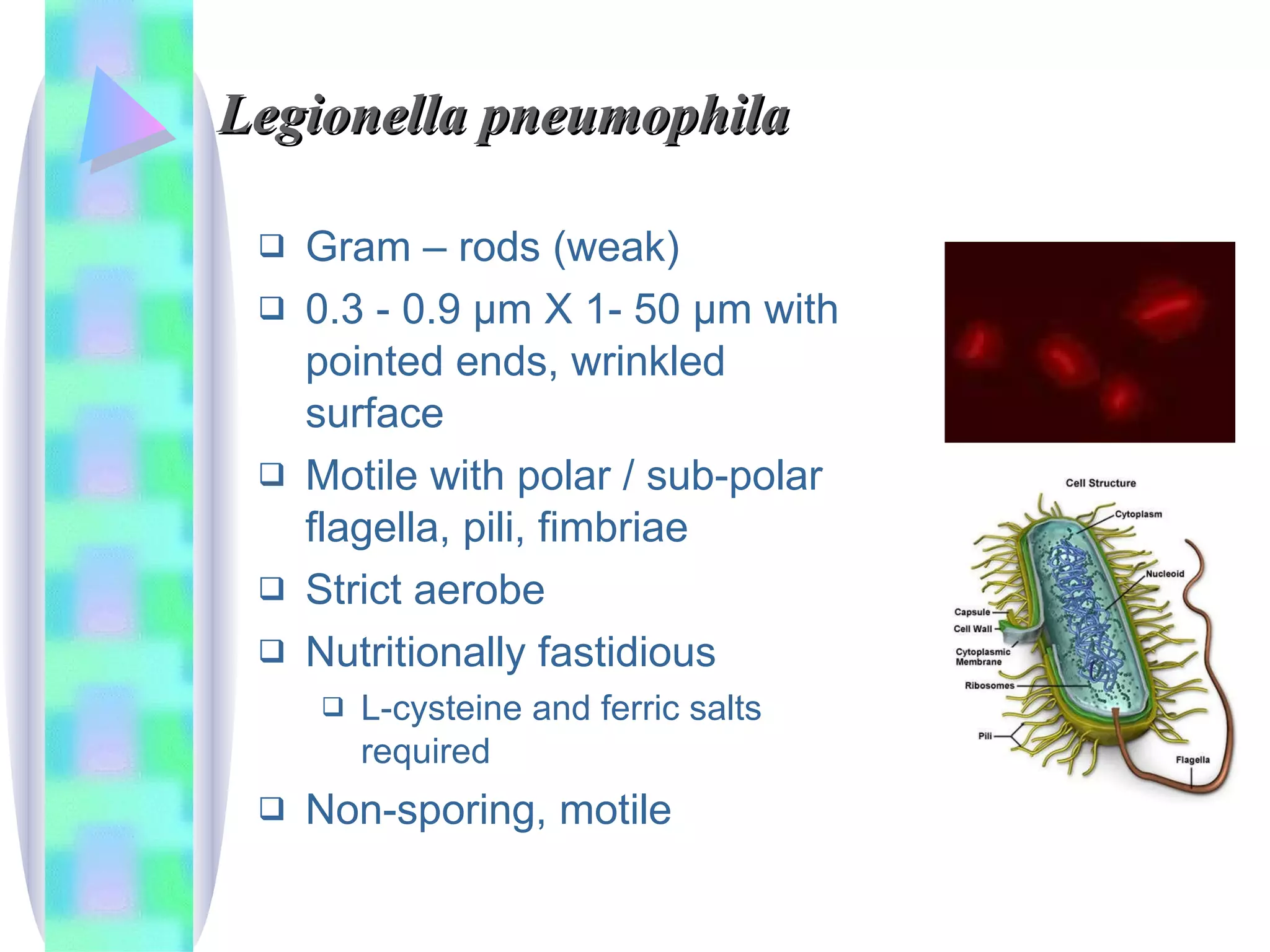 Legionella+Mycoplasma+Atypical Pneumonia | PPT